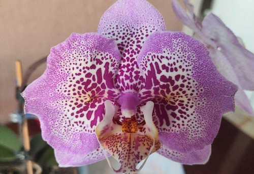 Орхидея фаленопсис sogo diamond