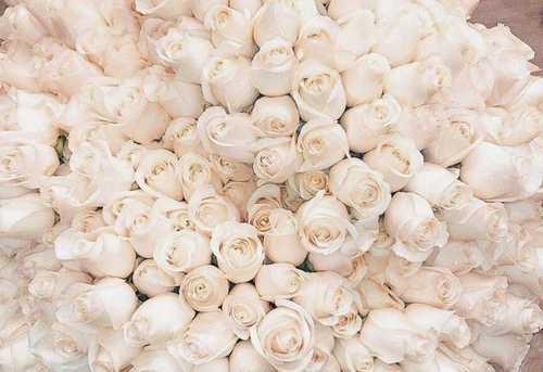 Букеты из 101 розы, белая роза, букет из белых роз