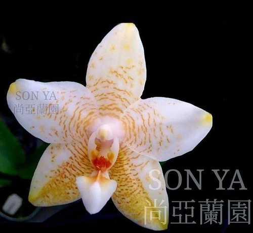 Сортовая арома орхидея