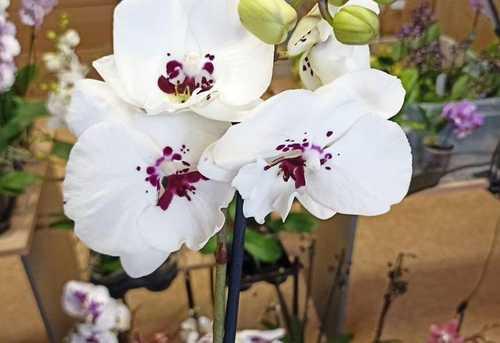 Орхидея фаленопсис биг лип новый сорт Special Wit