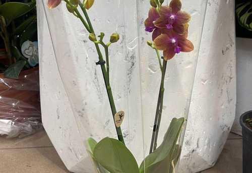 Орхидея Фаленопсис Бронзовый Будда