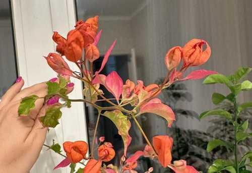 Бугeнвиллея (Bougainvillea ) на продажу