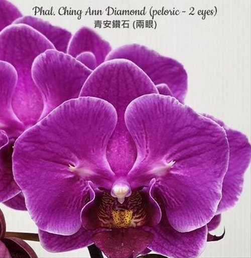 Орхидея фаленопсис Ching Ann Diamond (pel. 2-eyes)
