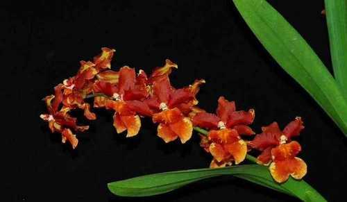 Орхидея Онцидиум Colmanara Catatante