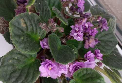 Фиалка отросток