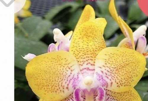 Орхидея фаленопсис Памкин