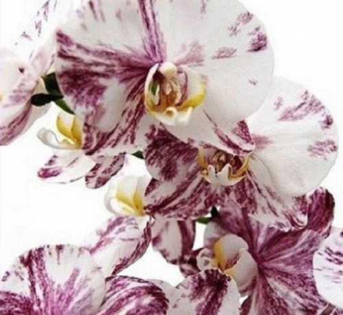 Орхидея фаленопсис Белый Шоколад