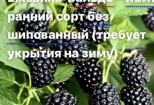 Саженцы ежевики летней разных сортов