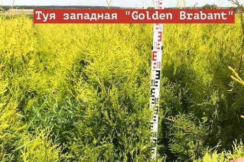 Туя западная Golden Brabant Ком 120-140 см