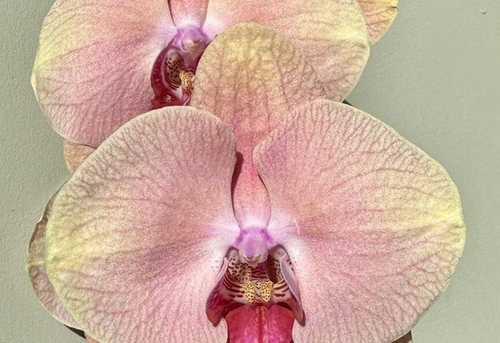Орхидея фаленопсис Midsummer