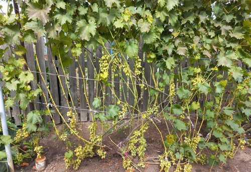 Саженцы винограда Мускат летний