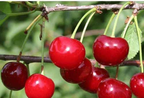 Кусты вишни «Уральская рубиновая»