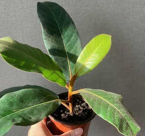 Фикус велюр или Ficus velutina