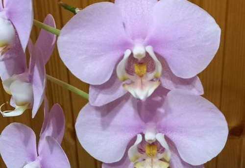 Орхидея фаленопсис цветущая продам или обменяю