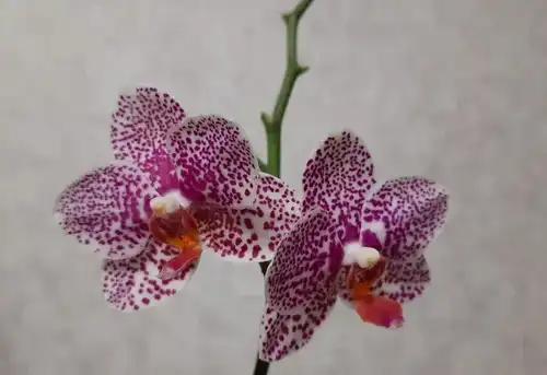 Орхидея фаленопсис. Phal. Golden Peoker 'Brother'