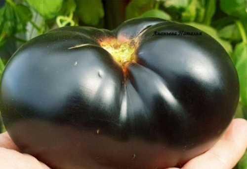 Семена томатов редчайших сортов