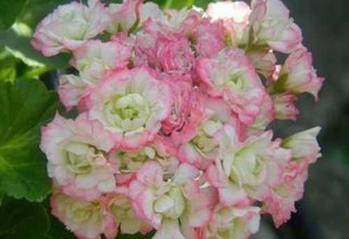 Пеларгония Apple blossom rosebud (черенок)