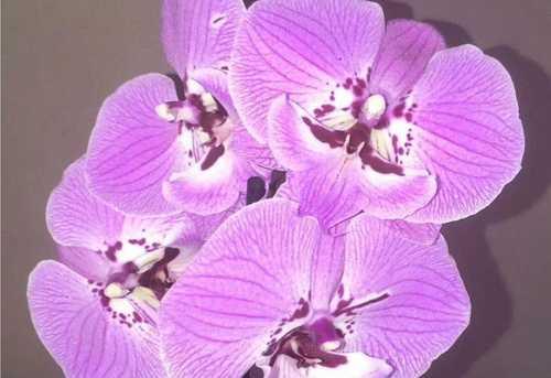 Орхидея фаленопсис Big Lip редкий тестовый сорт