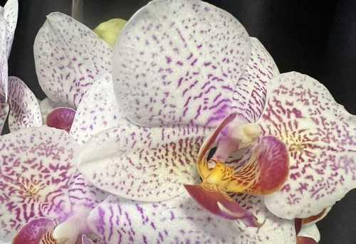 Орхидея фаленопсис (полубабочка)