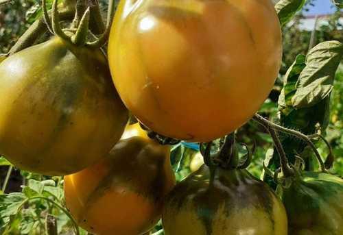 Семена лучших сортов томатов для открытого грунта