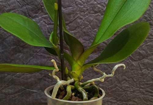 Орхидея Phalaenopsis Monaco