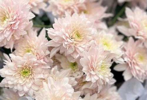 Кустовая хризантема розовая