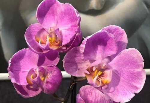 Орхидея фаленопсис Crimson Temptation Искушение