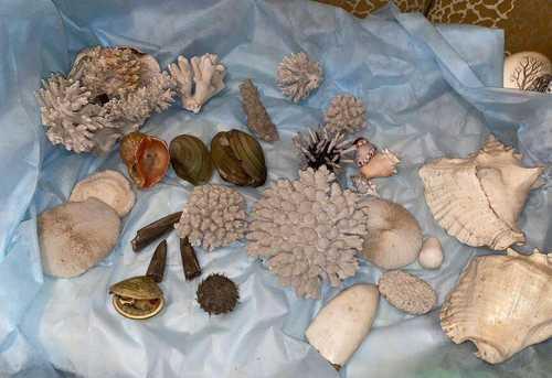 Коллекция ракушек и кораллов
