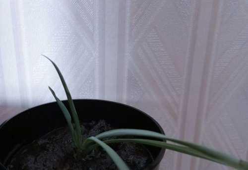 Домашнее Растение Хлорофитум в горшочке