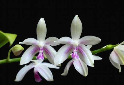 Орхидея Phalaenopsis fimbriata