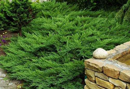 Можжевельник казацкий (Juniperus sabina), семена