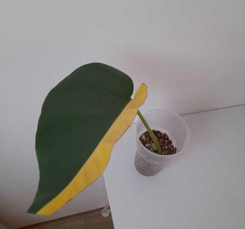 Монстера желтая yellow tricolour