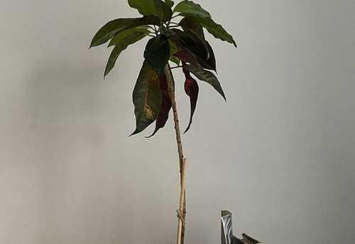 Комнатное растение кротон