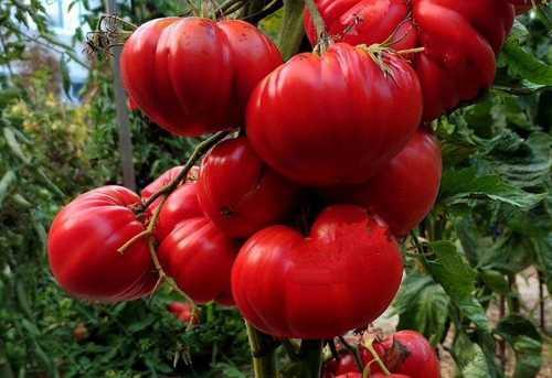 Семена томата Турецкий красный