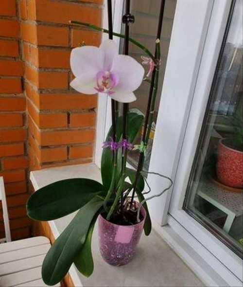 Орхидея фаленопсис молоденькая зацветает