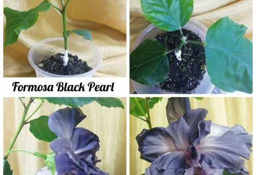Прививка сортового гибискуса Formosa Black Pearl