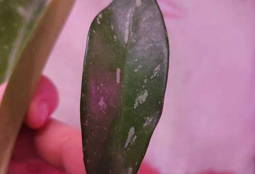 Хойя publiclyx silver pink
