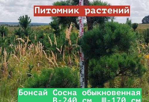 Саженцы Бонсай Сосна обыкновенная В-240 см, Ш-170