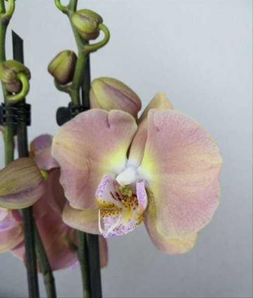 Орхидея фаленопсис Тестовый сорт