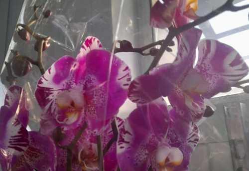 Орхидея фаленопсис меджик арт 2 цветоноса