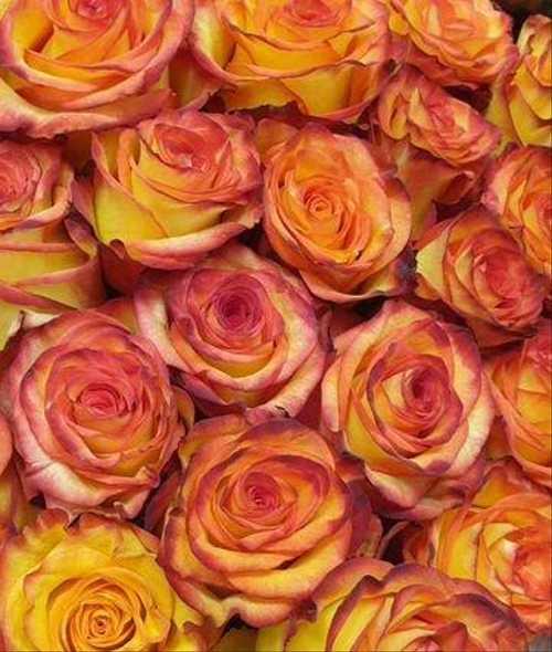 Цветы и Букеты:Розы с доставкой