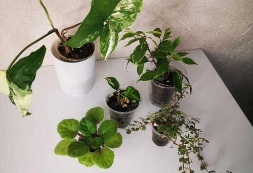 Комнатные растения (набором)