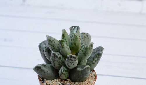 Adromischus festivus (Адромискус) (SCT29218)