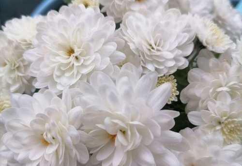 Черенки хризантемы мультифлора белая