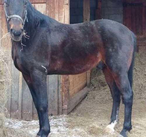 Навоз конский в мешках