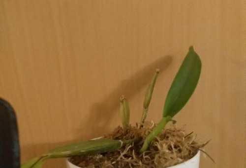 Орхидея каттлея цвет - сюрприз