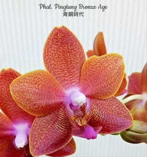 Орхидея Phal. Pingtung Bronze Age