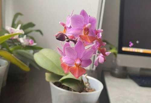 Миниатюрная Орхидея фаленопсис Льюис Трипринс пинк