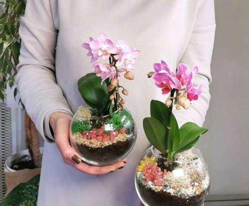 Разные флорариумы с орхидеями орхидариумы