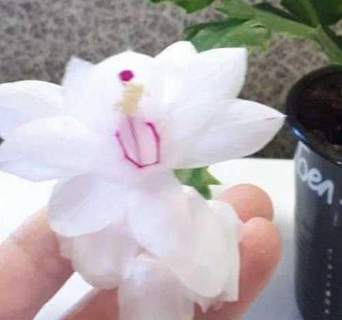 Скрутка сортового декабриста